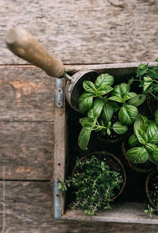 Tuinmaak – Skoonsus SS